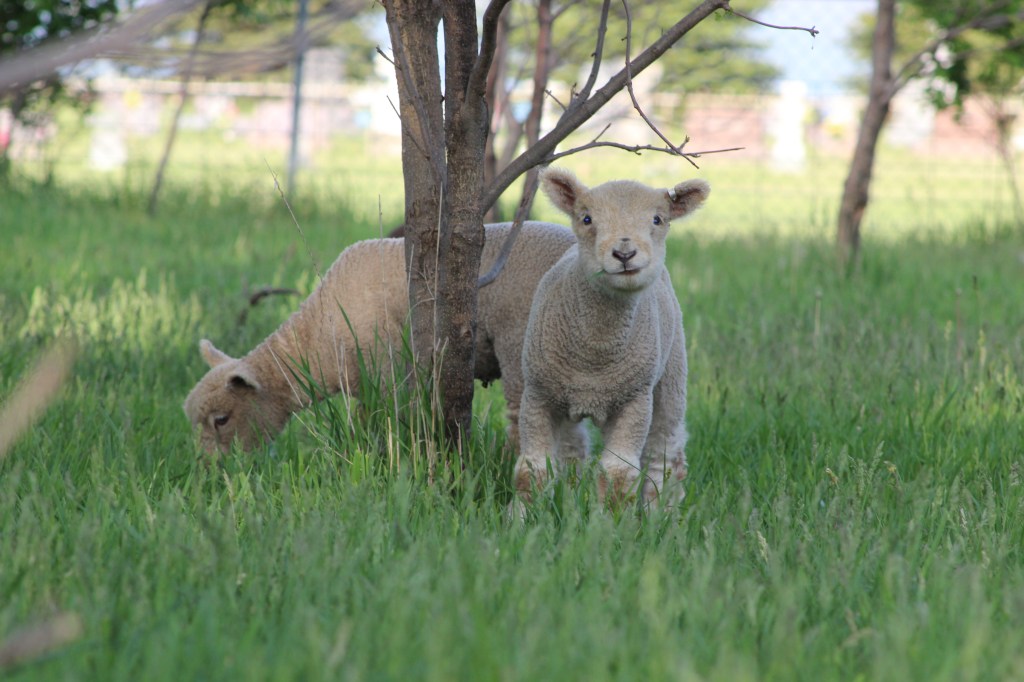 Kindergarten Farm – Babydoll Southdown Sheep and Miniature Horses